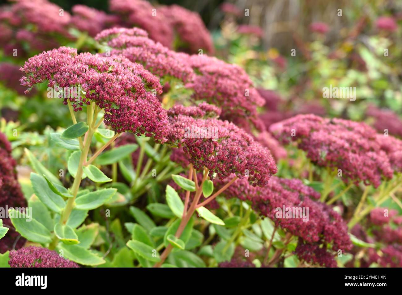 Pink autumn flowers of Hylotelephium Herbstfreude also known as ...