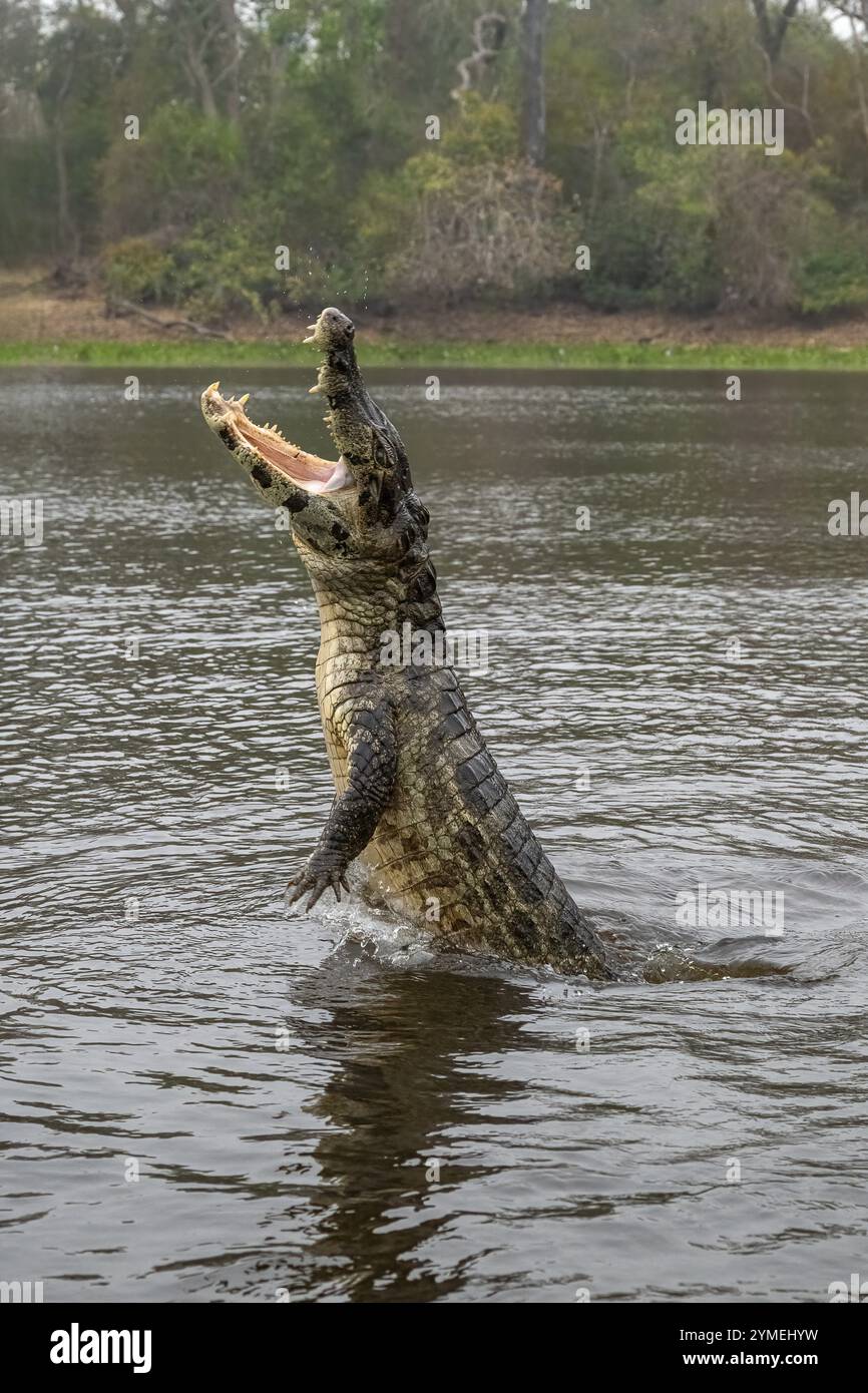 Spectacled caiman (Caiman crocodilus yacara), Crocodile (Alligatoridae ...