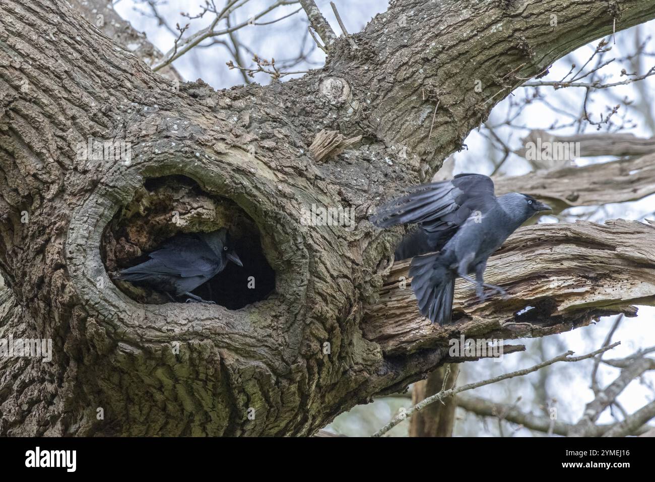 Jackdaw, Corvus monedula, flying from its nest in an oak tree Stock ...