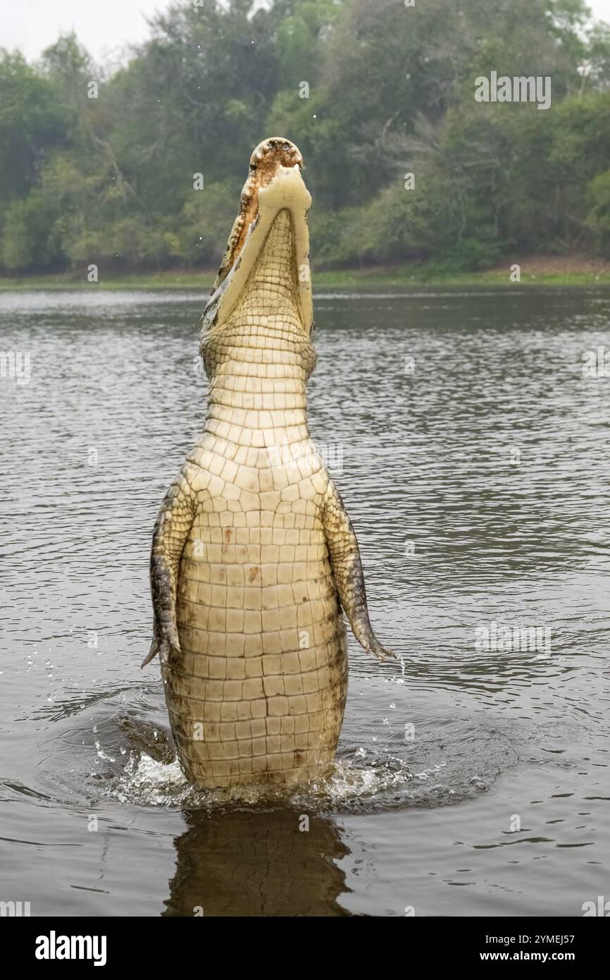 Spectacled caiman (Caiman crocodilus yacara), Crocodile (Alligatoridae ...