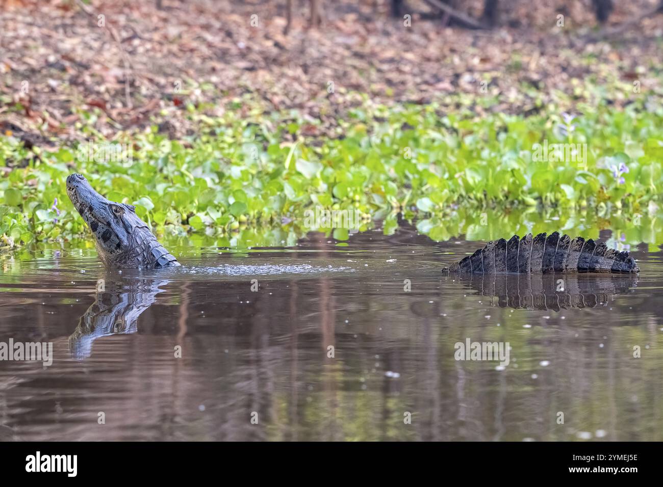 Spectacled caiman (Caiman crocodilus yacara), Crocodile (Alligatoridae ...