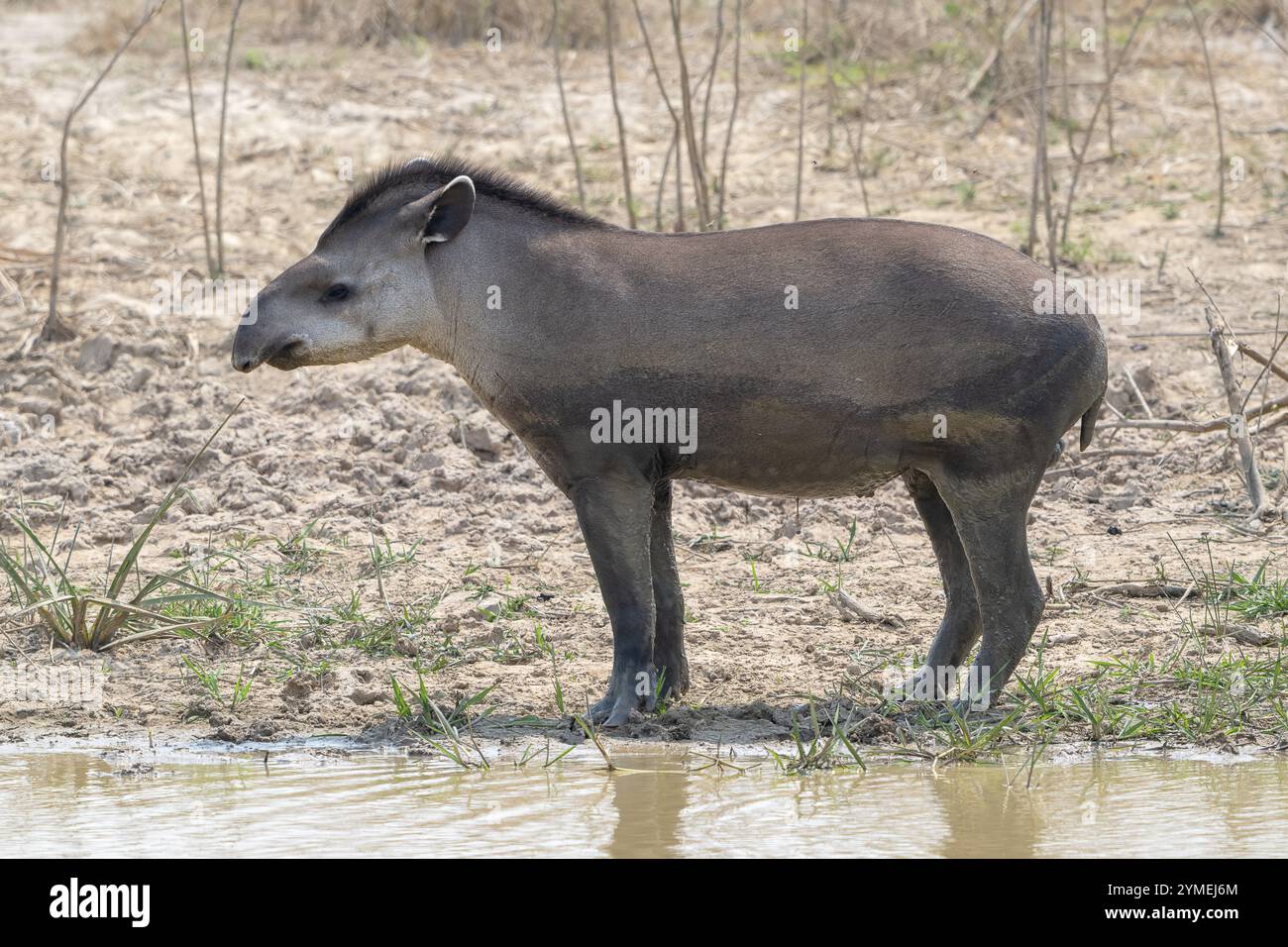 Lowland tapir (Tapirus terrestris), Pantanal, inland, wetland, UNESCO Biosphere Reserve, World ...