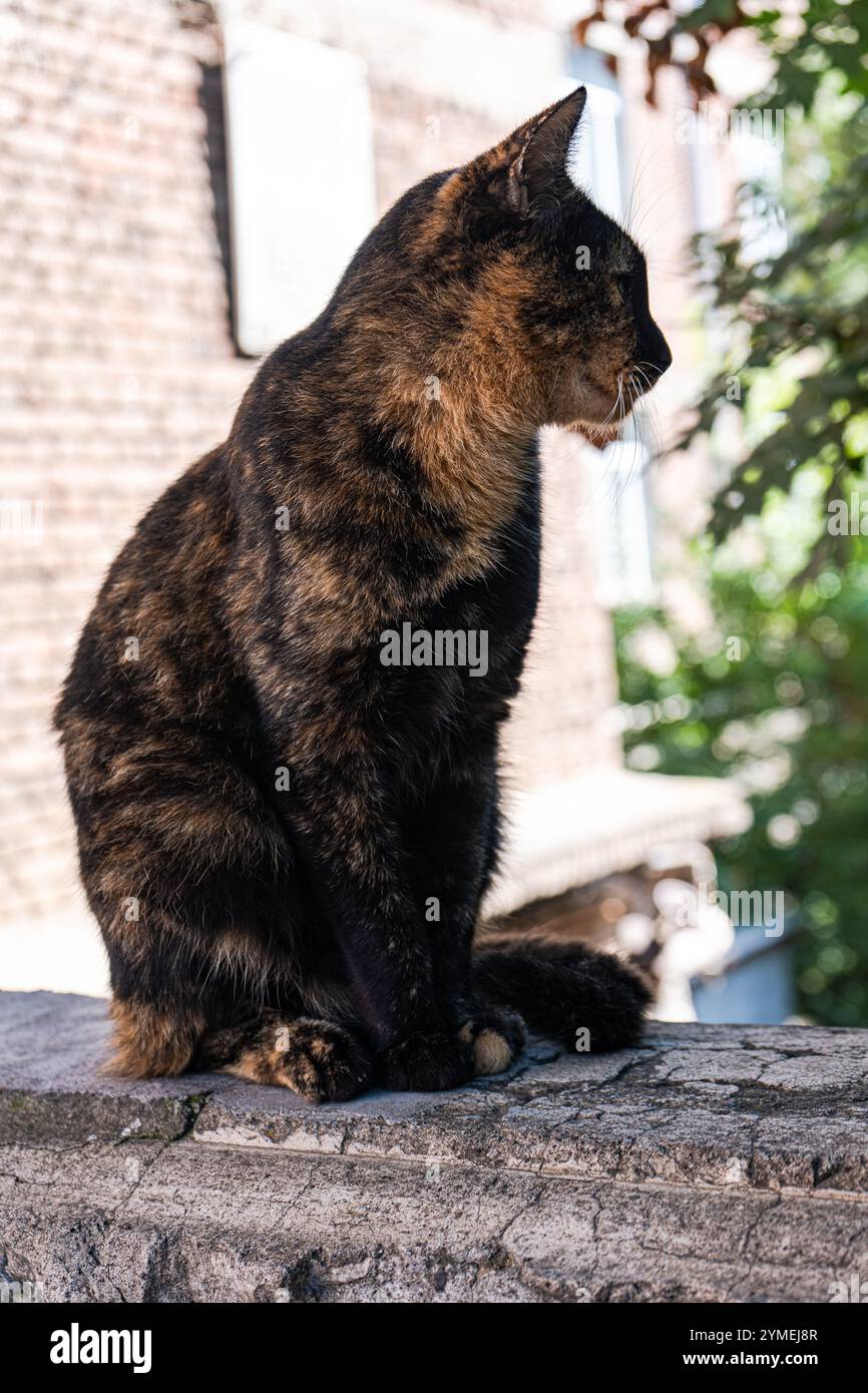 cute cat with sad eyes sitting in the park Stock Photo - Alamy
