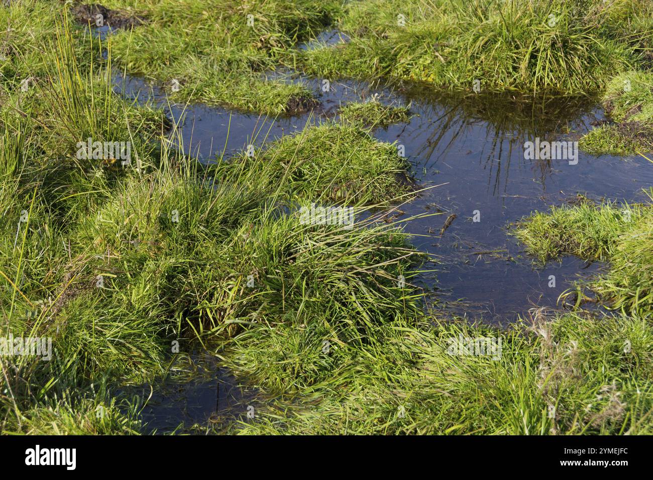 Marsh ecosystem details hi-res stock photography and images - Alamy