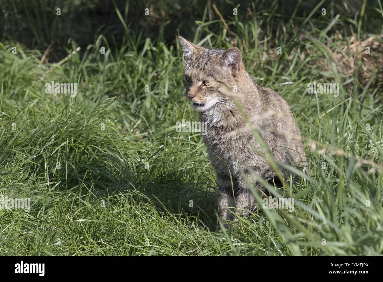 Felis silvestris silvestri hi-res stock photography and images - Alamy