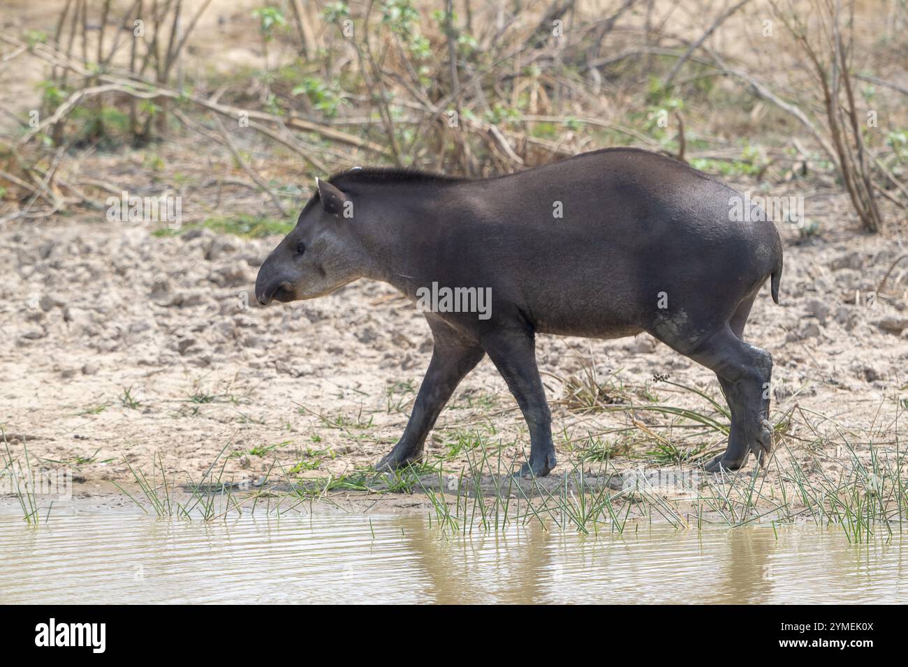Lowland tapir (Tapirus terrestris), Pantanal, inland, wetland, UNESCO ...