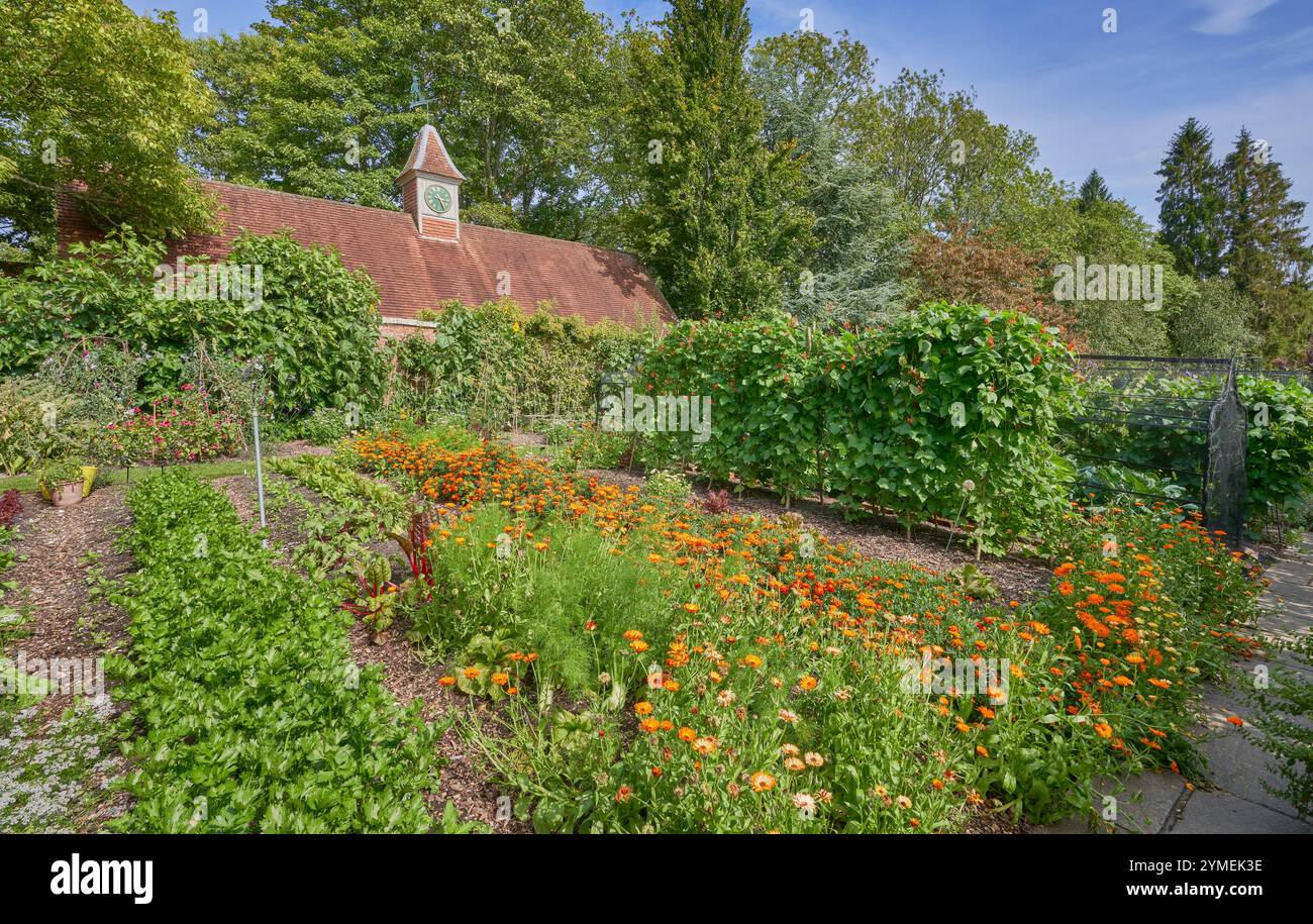 Sunny vegetable plot hi-res stock photography and images - Alamy