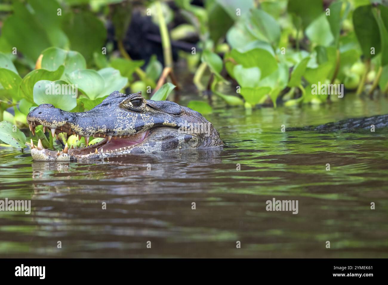 Spectacled caiman (Caiman crocodilus yacara), Crocodile (Alligatoridae ...