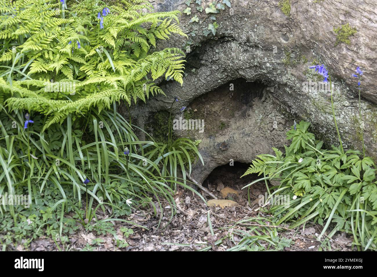 Entrance to a Badger Sett in a wood in East Sussex Stock Photo - Alamy
