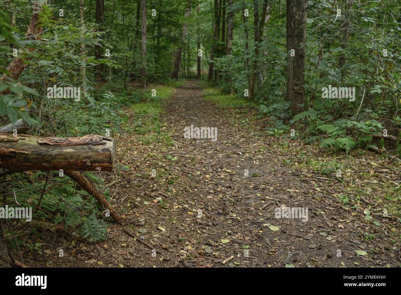A quiet forest path surrounded by dense green trees in summer, ochtrup ...