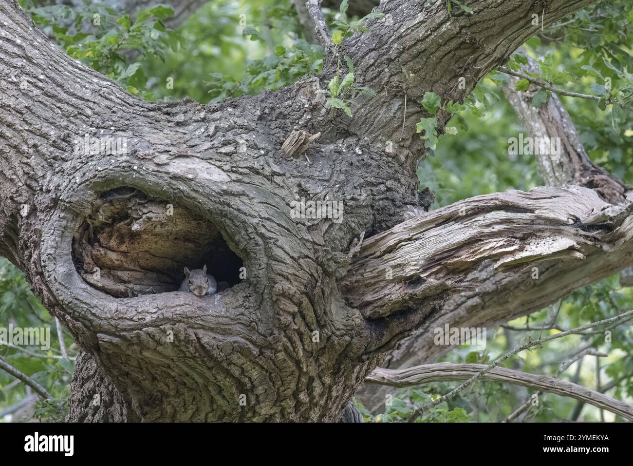 Grey Squirrel, Sciurus carolinensis, watching from a drey in an old oak ...