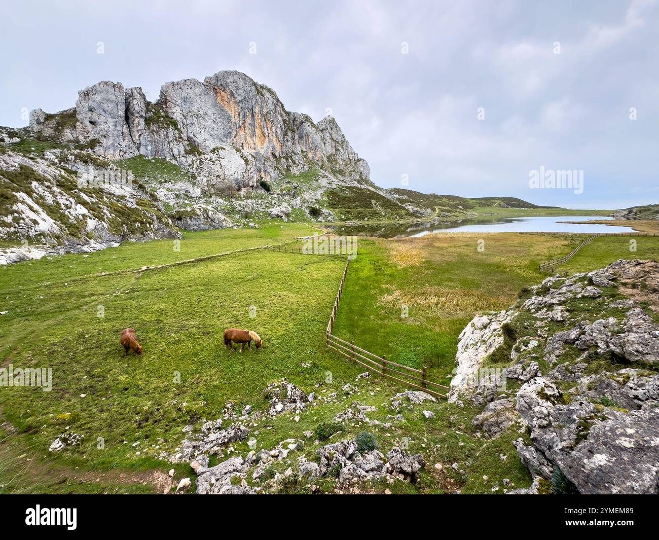 Asturcon pony hi-res stock photography and images - Alamy