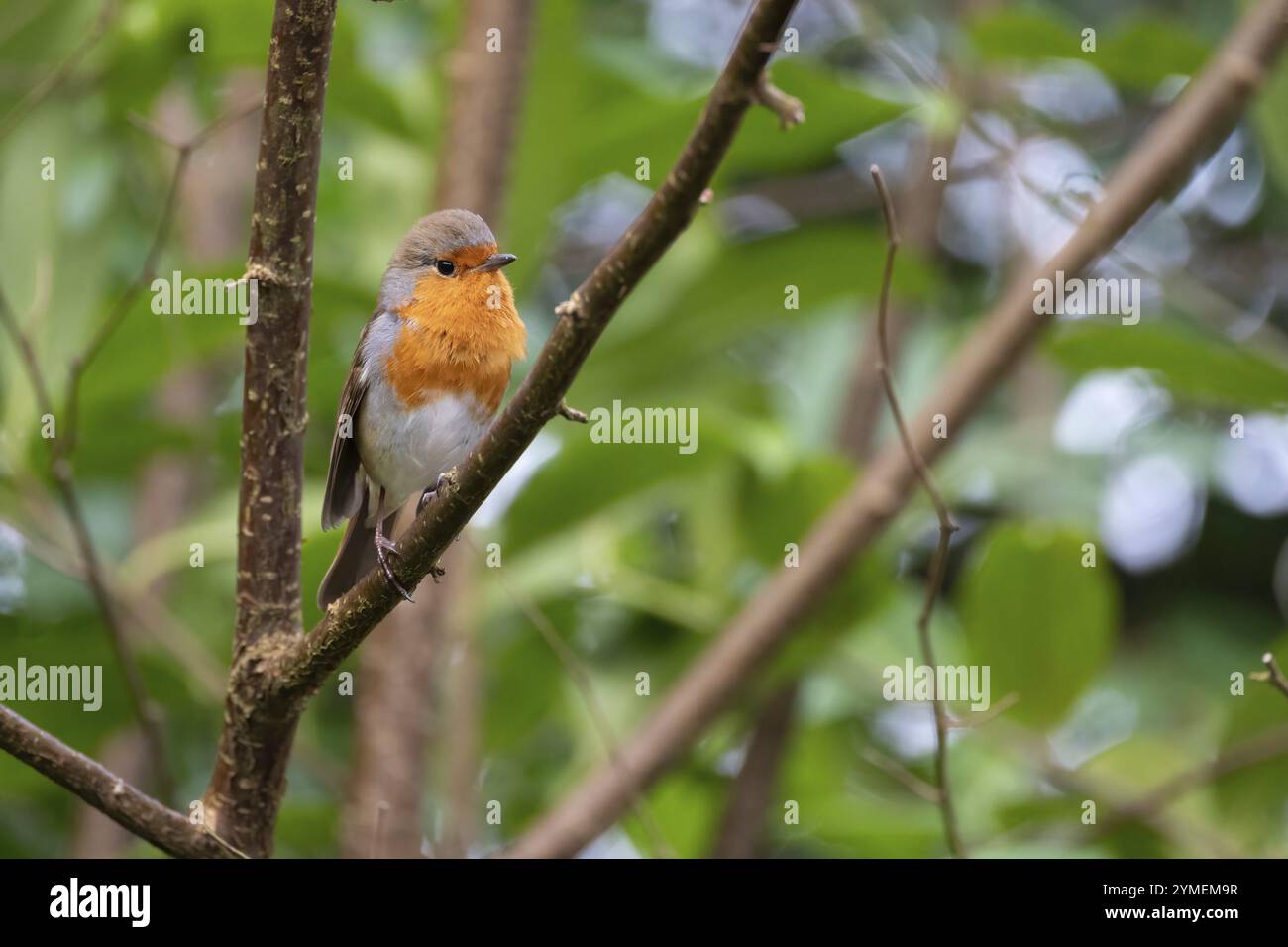 Robin singing away hi-res stock photography and images - Alamy