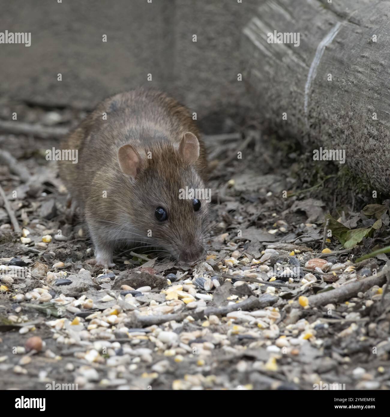 Brown Rat feeding on bird seed Stock Photo - Alamy