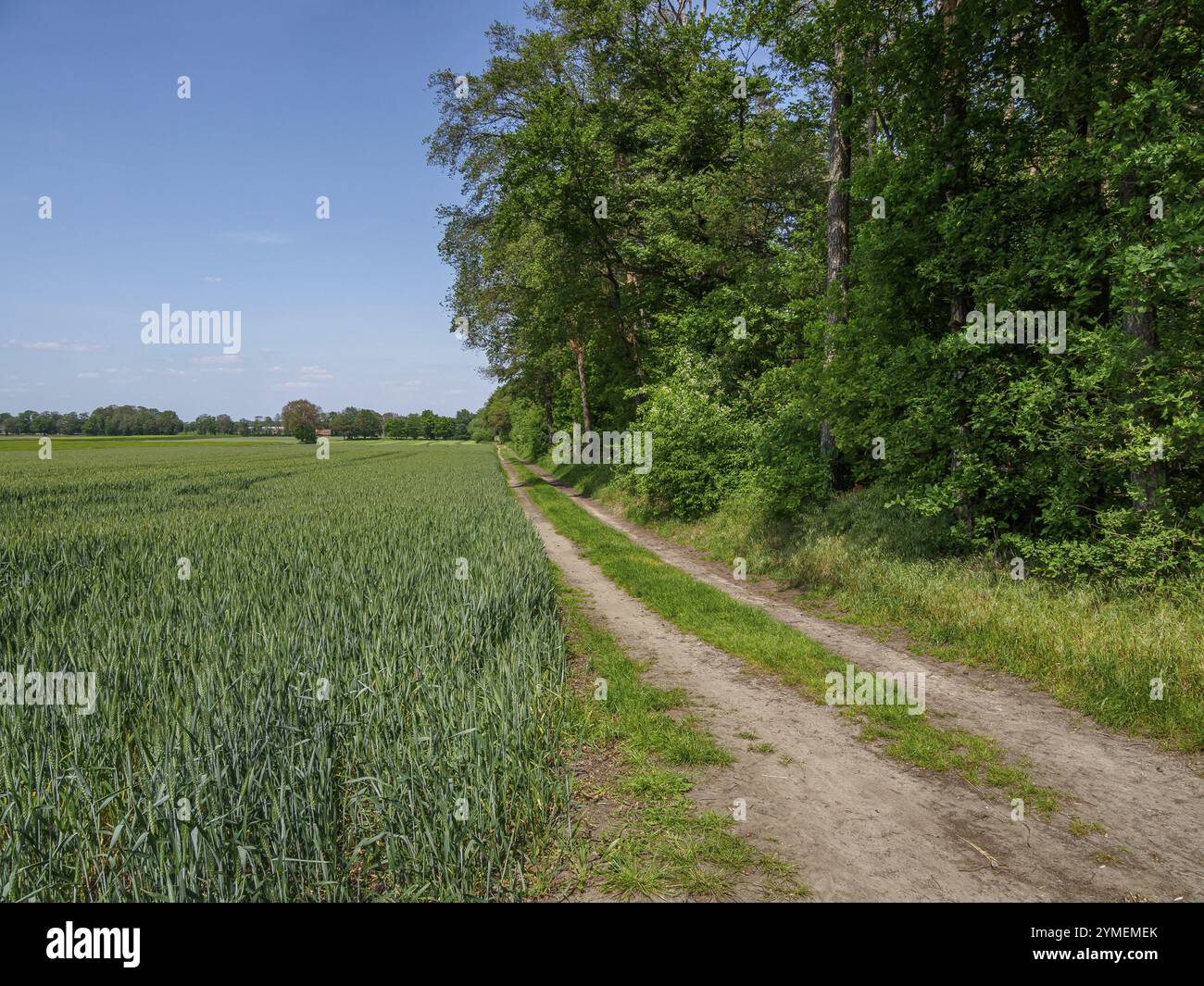 A narrow country lane leads past green fields, lined with trees, under ...