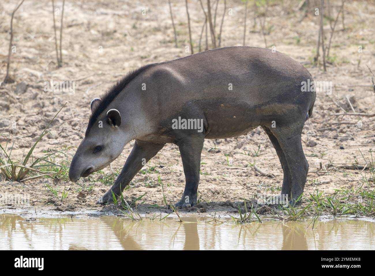 Lowland tapir (Tapirus terrestris), stooped, Pantanal, inland, wetland ...