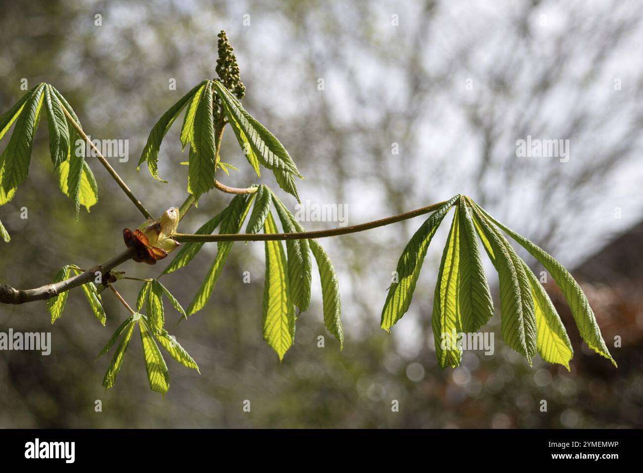 Horse Chestnut tree bursting with new growth Stock Photo - Alamy