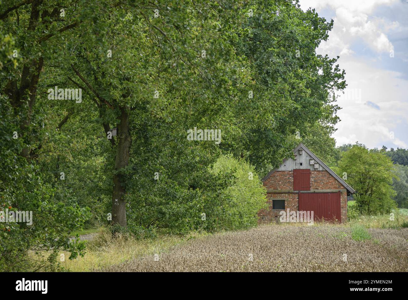 Partially concealed barn behind dense trees and a grain field, burlo ...
