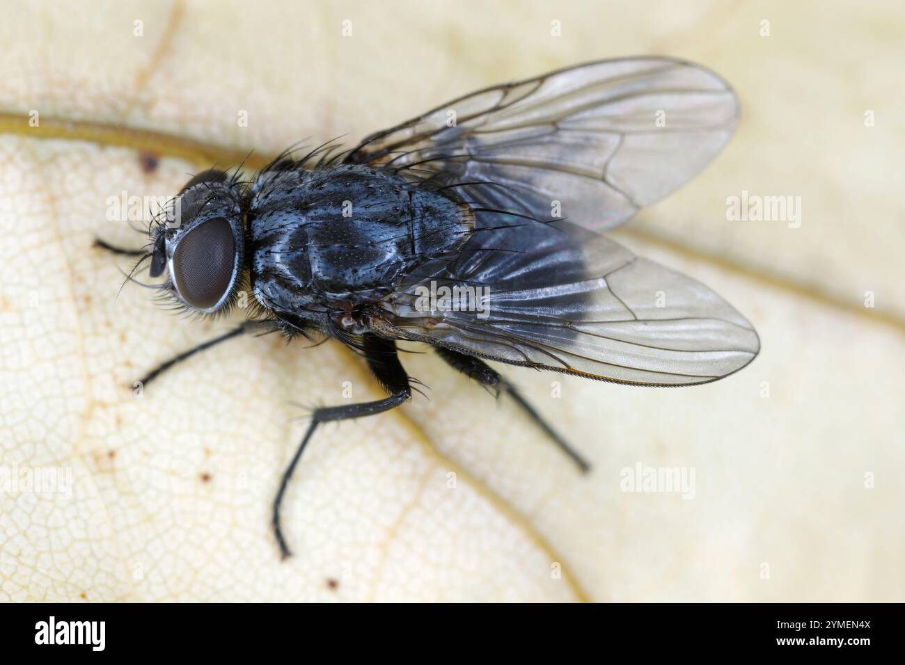 Detailed macrophotography of a common fly Stock Photo - Alamy