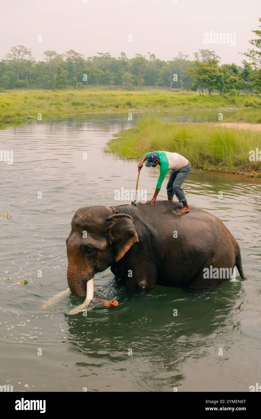 Cute Asian elephants blowing water out of his trunk in Chitwan N.P ...
