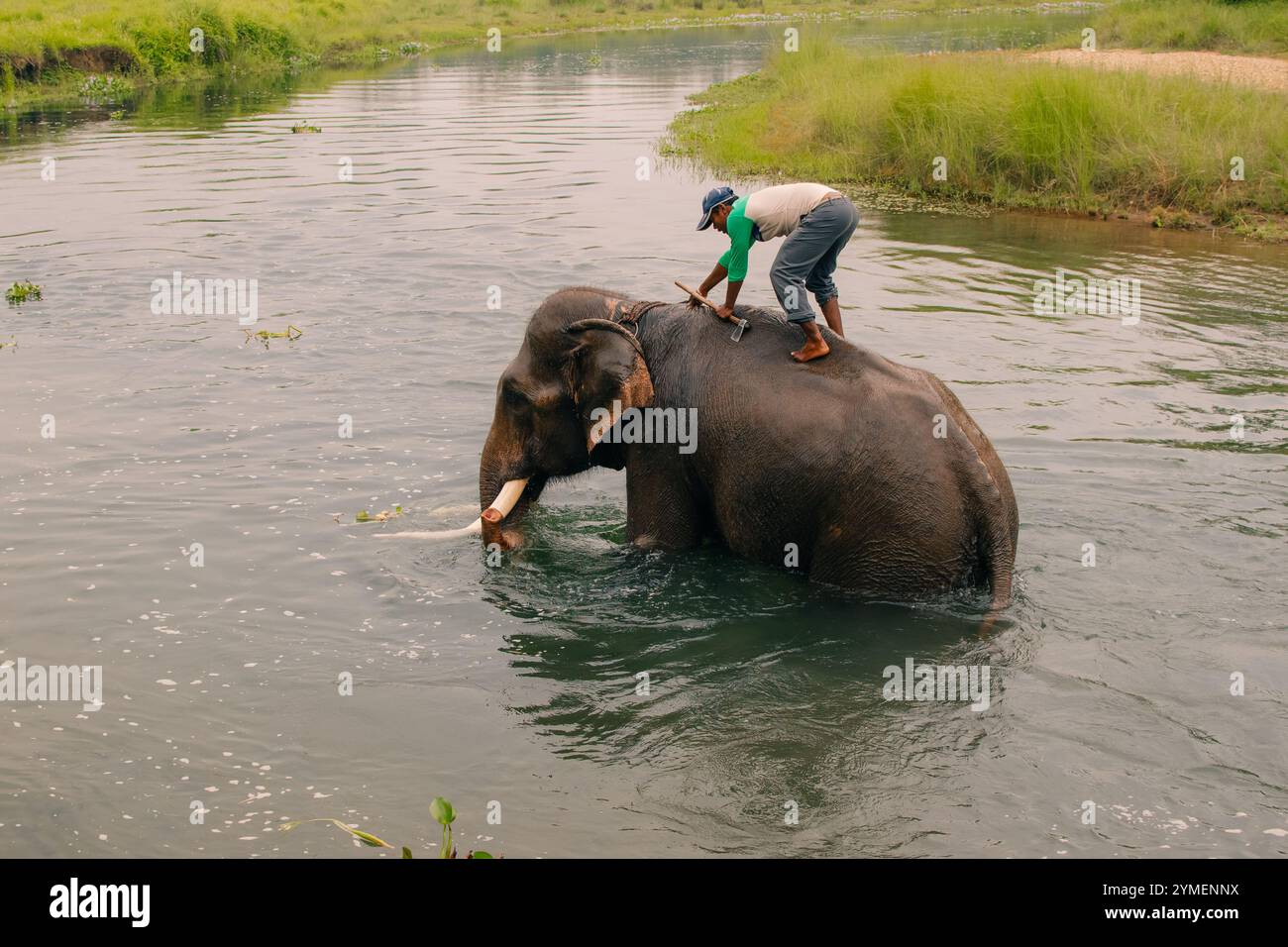 Cute Asian elephants blowing water out of his trunk in Chitwan N.P ...