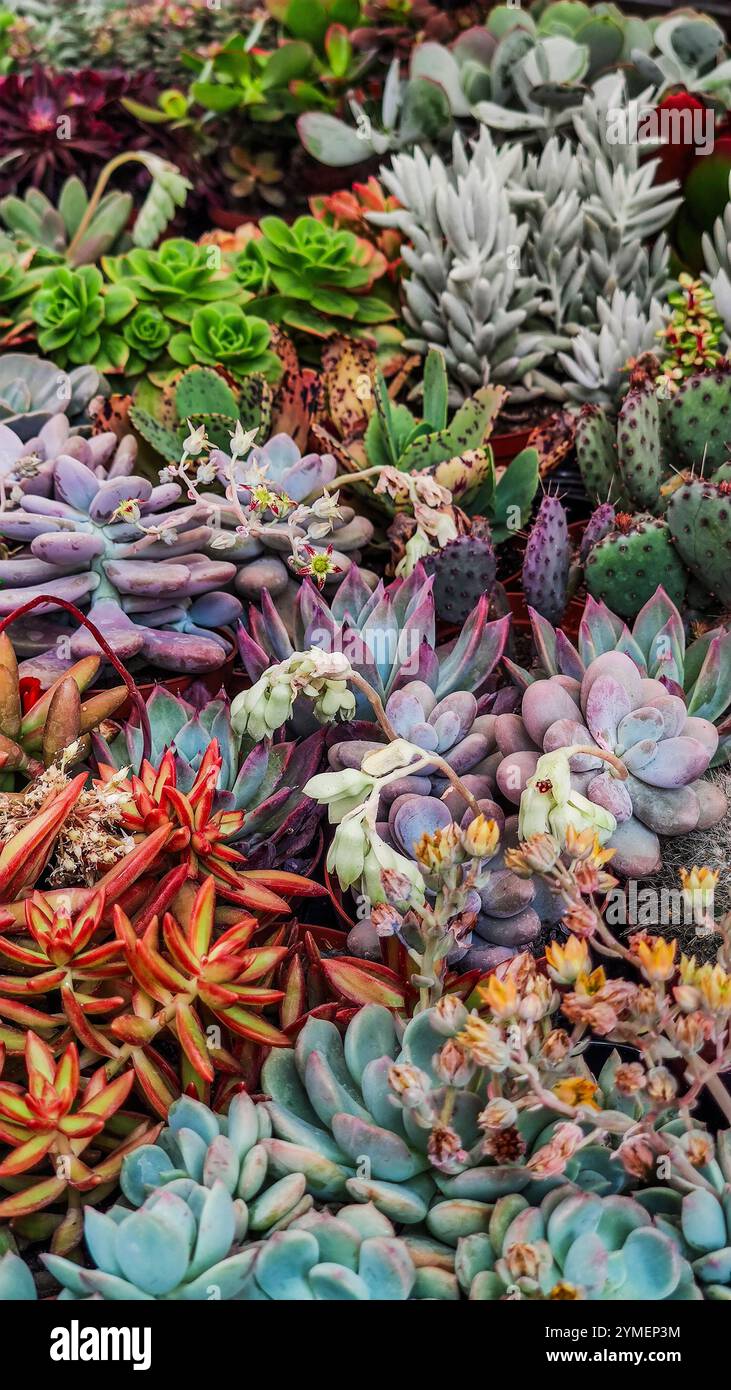 Colorful Succulent Garden: Vibrant Plants and Cactus Textures Stock ...