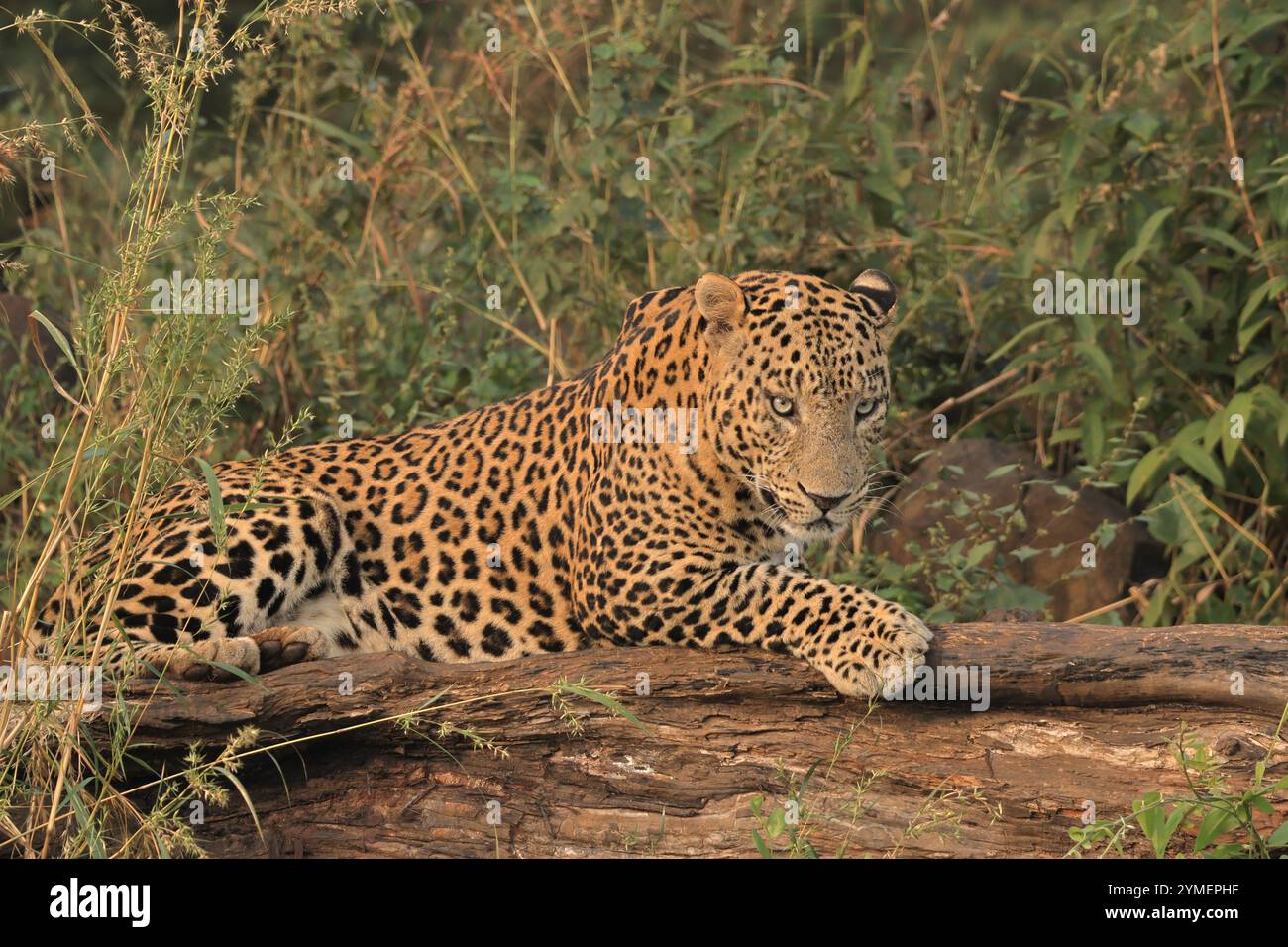 The enigmatic predator: Capturing the elegance of the leopard in its ...