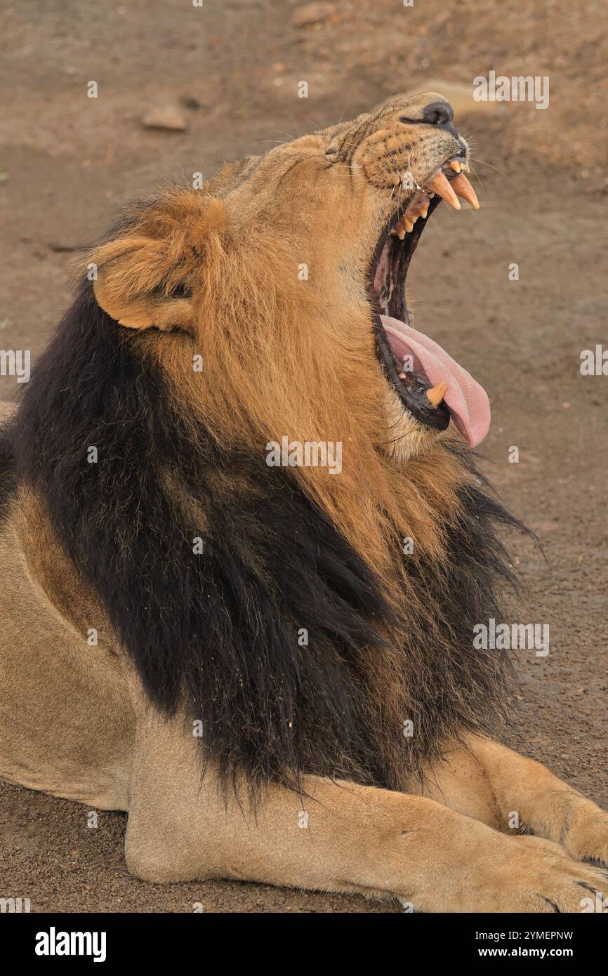 The Asiatic lion, a symbol of strength and grace, thriving in the ...