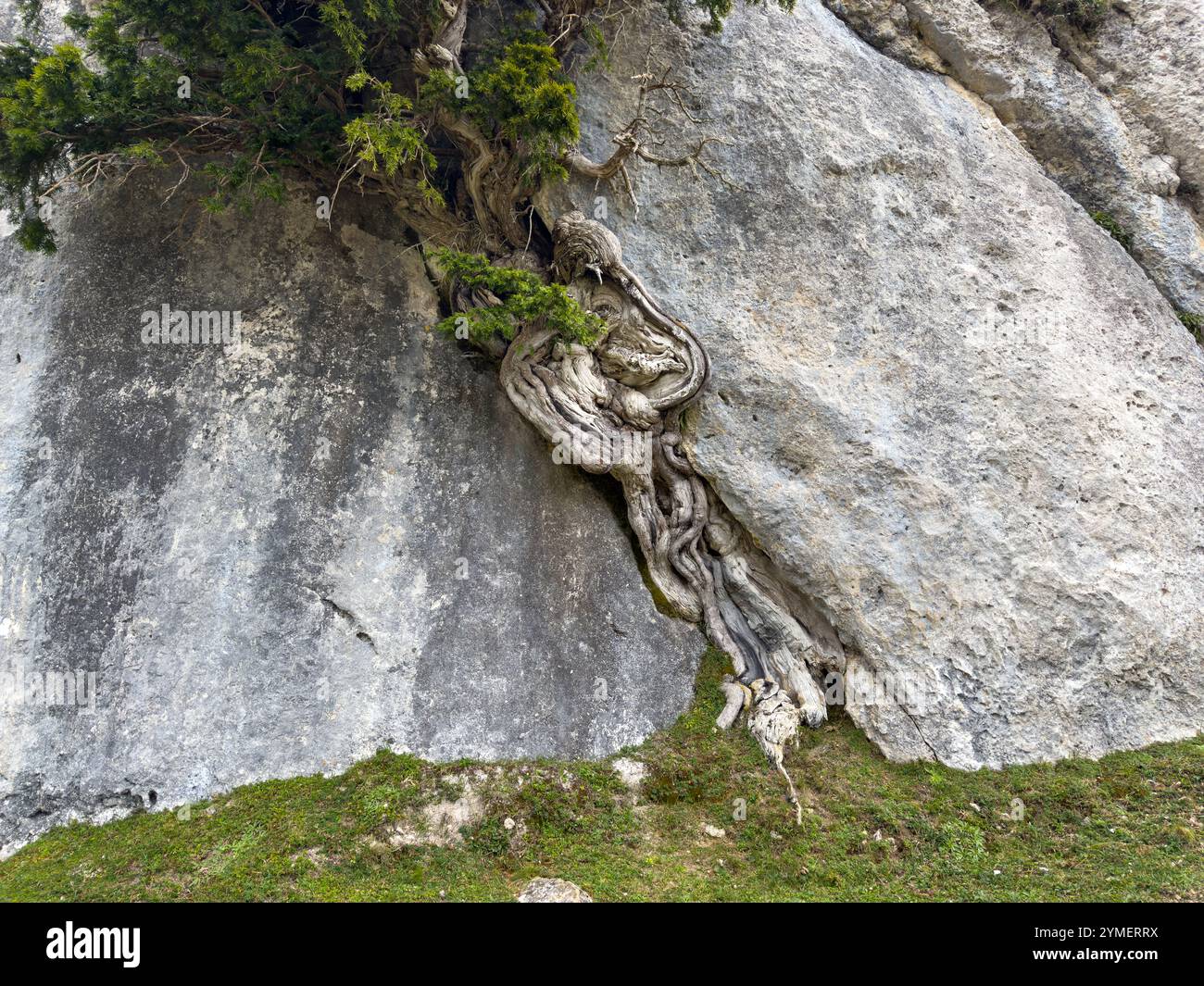 A stubborn yew tree insists on growing tight between two firm rocks in ...