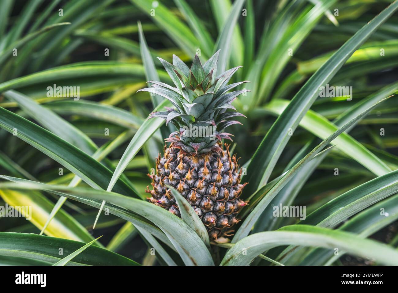 Pineapple plantation, Sao Miguel, Azores Stock Photo - Alamy