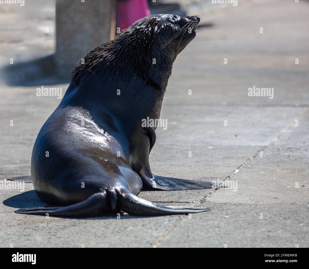 Brown fur seal or african cape seal lying at the fishing port quay Kalk ...