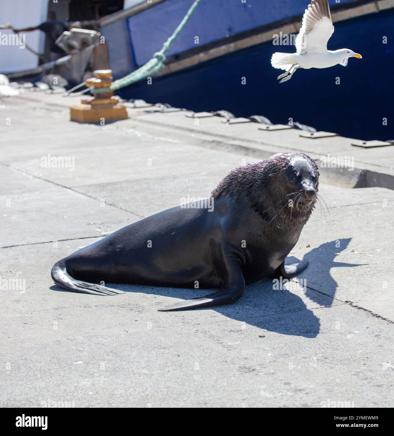 Brown fur seal or african cape seal lying at the fishing port quay Kalk ...