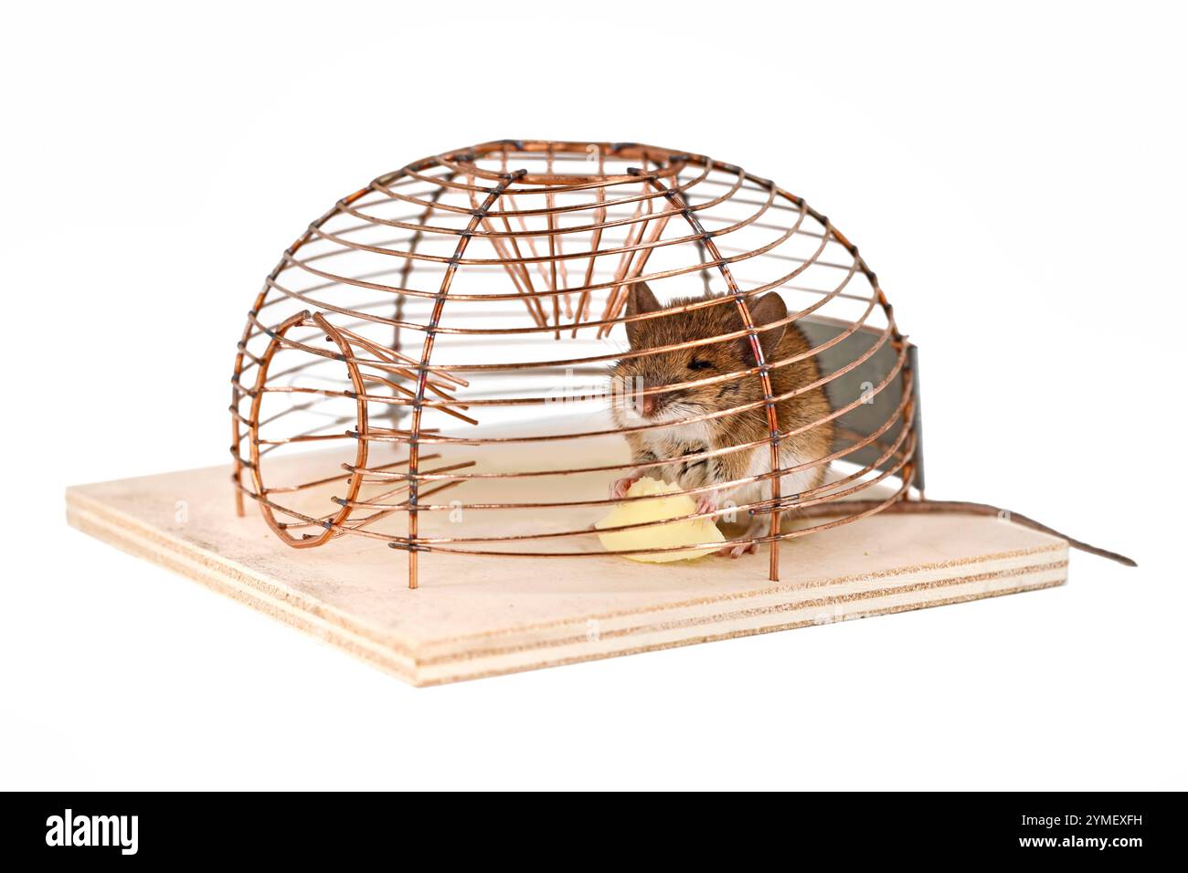 House mouse, Mus musculus caught in a basket trap and eating cheese ...