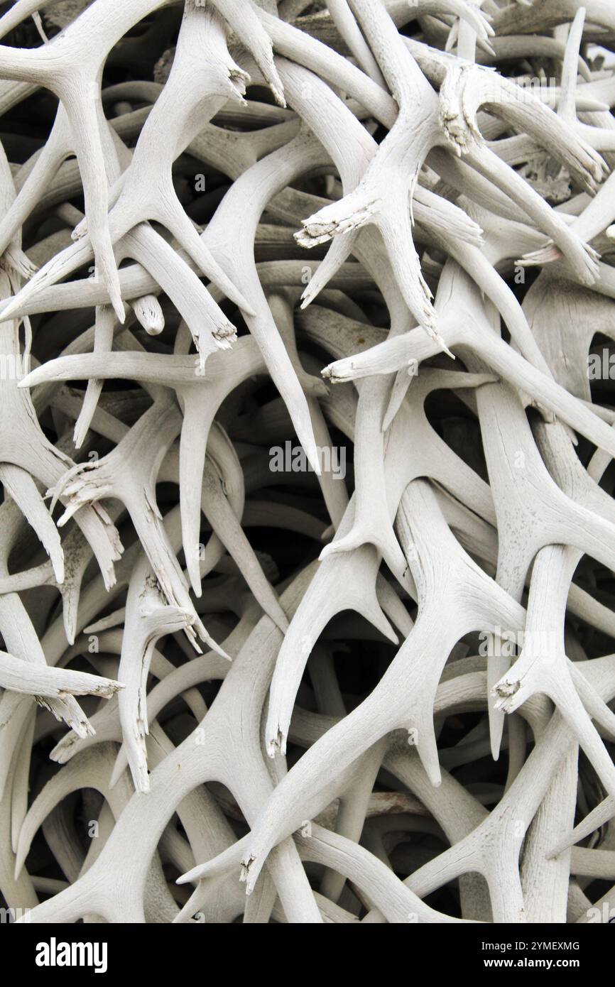 Stack of antlers hi-res stock photography and images - Alamy