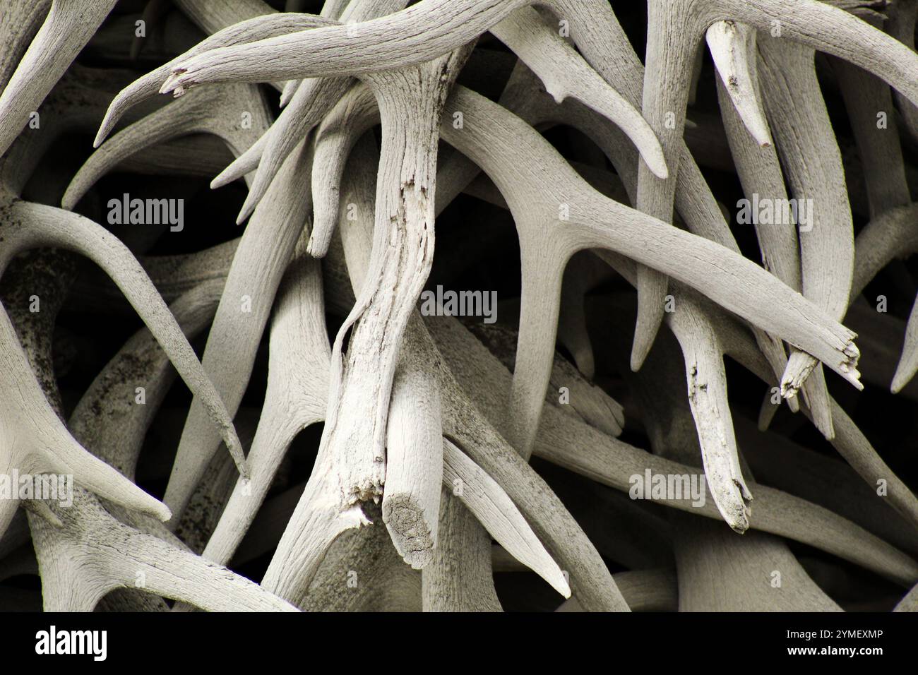 Stack of antlers hi-res stock photography and images - Alamy