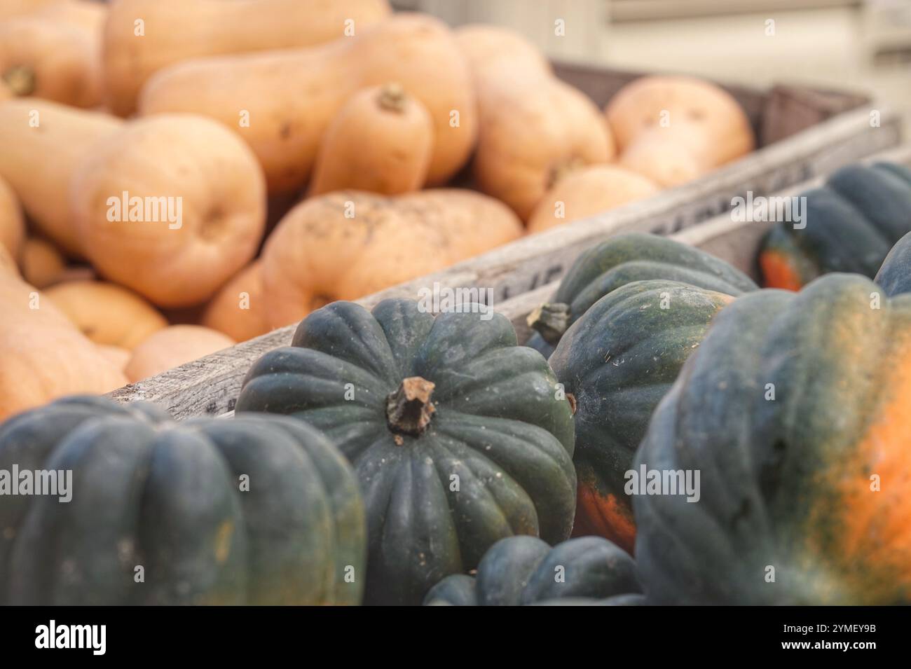 Fresh Raw Acorn Butternut Squash Vegetable Produce Farmer Farm Market ...
