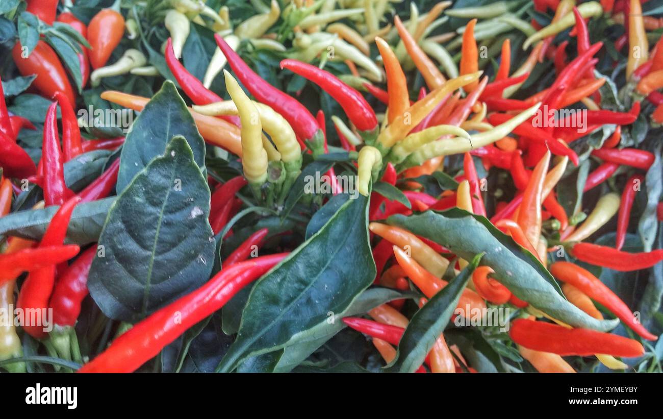 Hot Pepper Plant close Up Background Stock Photo - Alamy