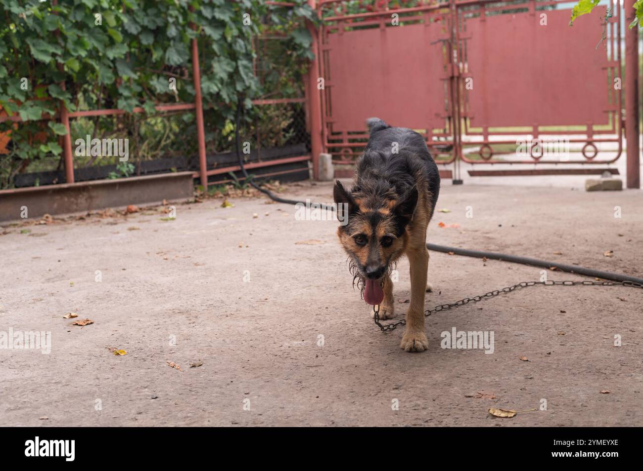 An angry dog on a chain is walking threateningly Stock Photo - Alamy