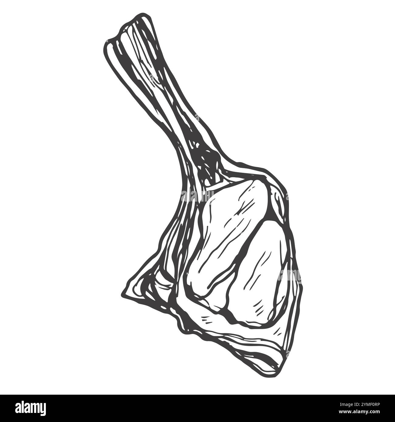 steak tomahawk, Raw fresh meat cut from beef, lamb and pork. Vector ...