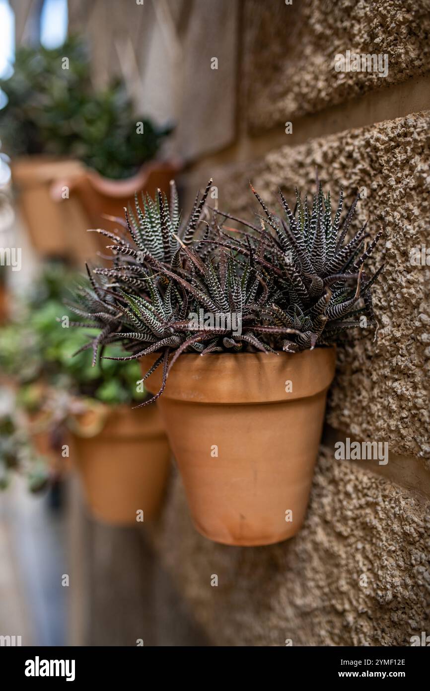 Haworthia is a large genus of small succulent plants endemic to ...