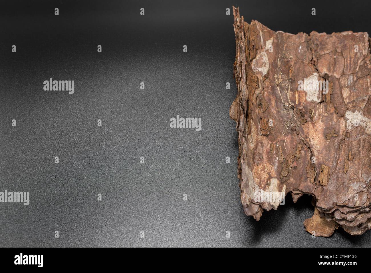 Natural Texture: Black Background with Mountain Pine Bark in Foreground ...