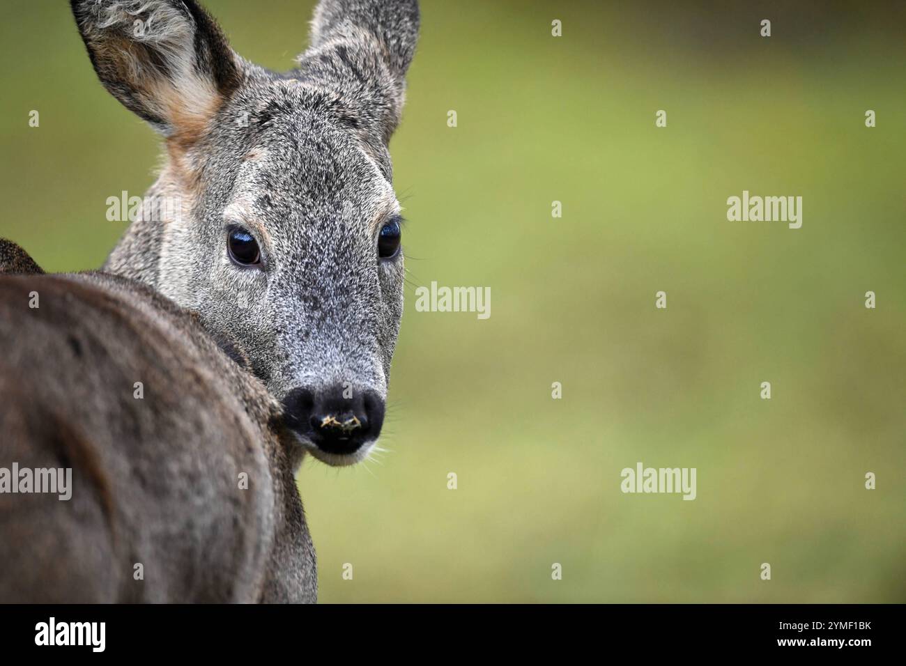 Rehe im Wald Rehe im Forst Reh im Wald *** Deer in the forest Deer in ...