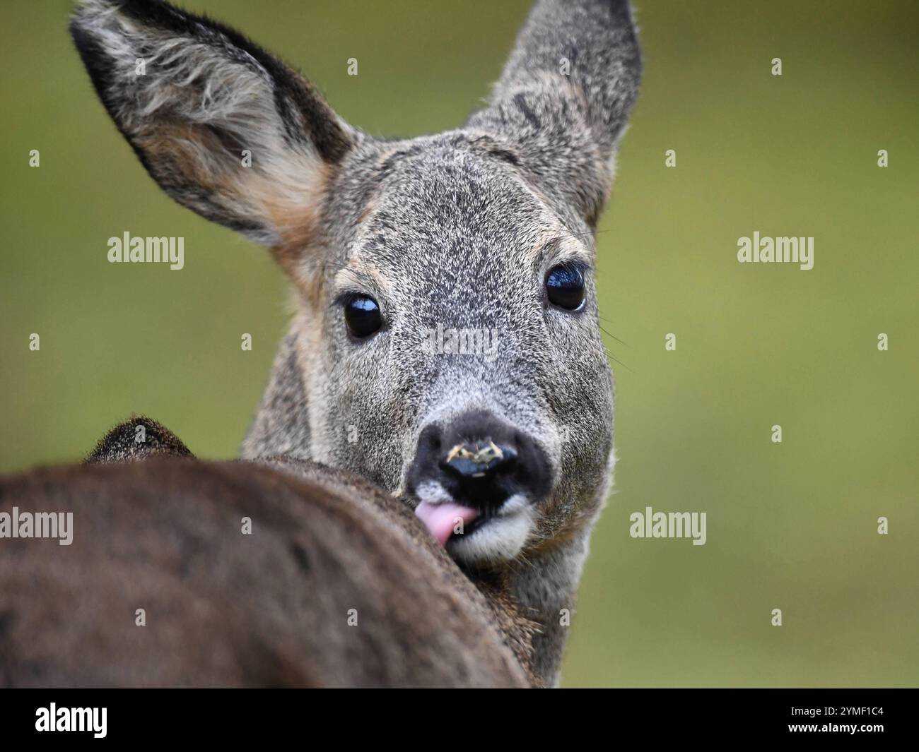 Rehe im Wald Rehe im Forst Reh im Wald *** Deer in the forest Deer in ...