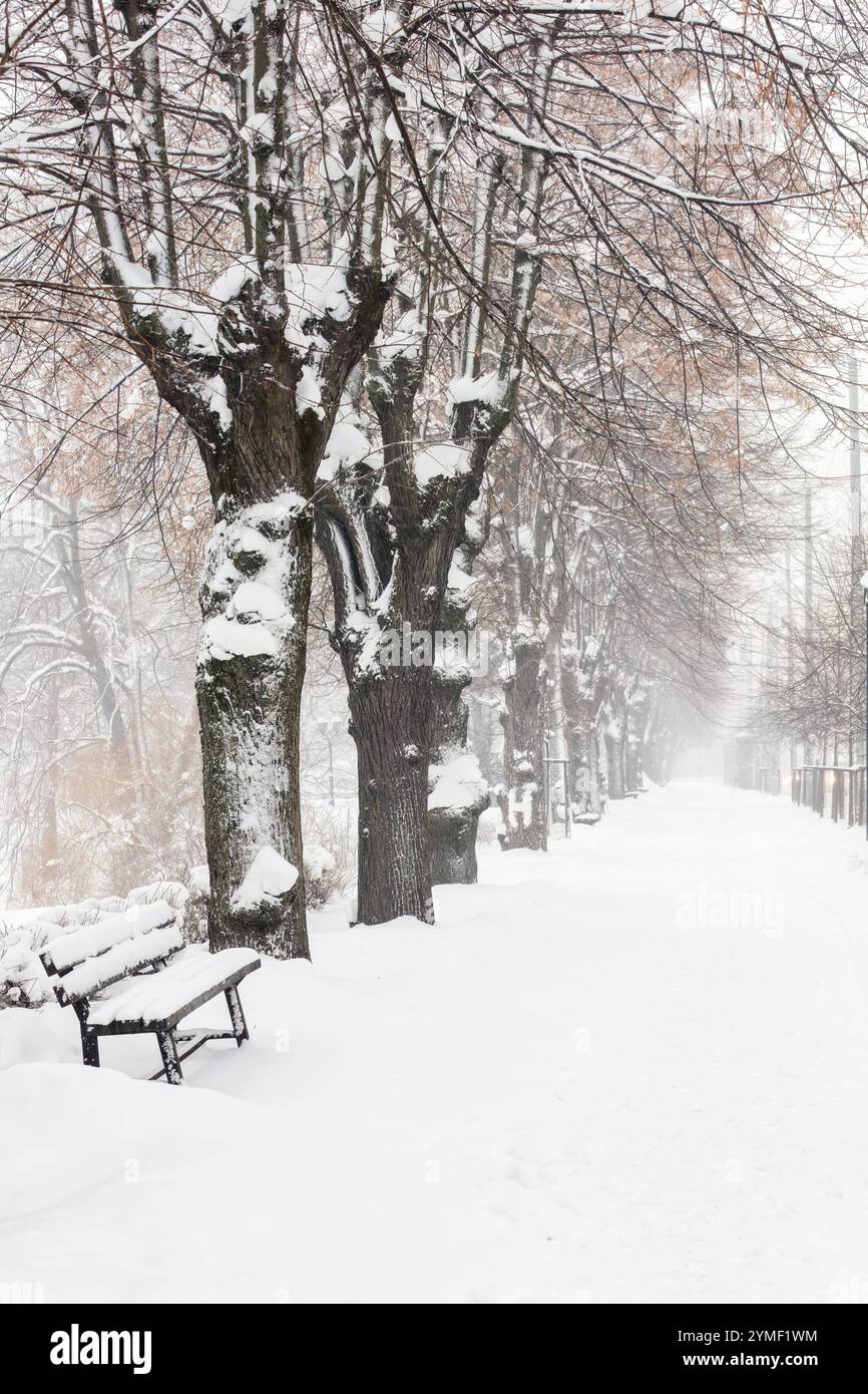 Large trees in Riga center park covered with snow , Latvia. Beautiful ...