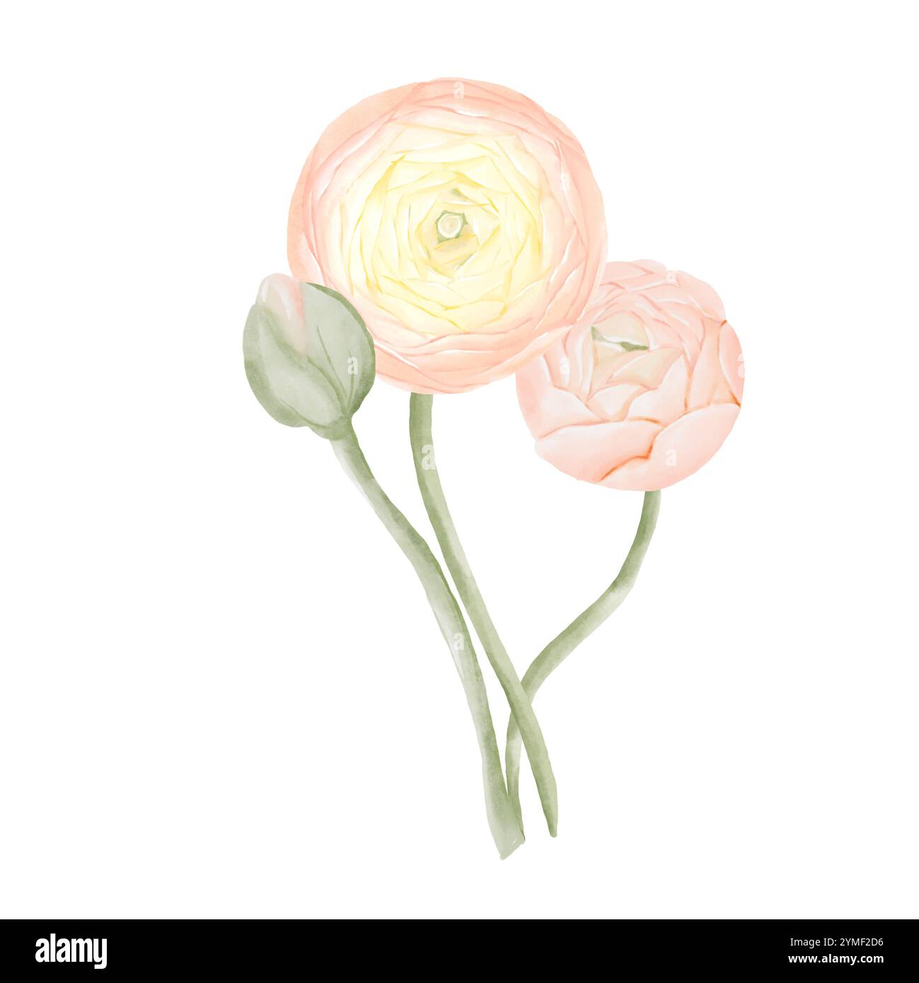 Bouquet of Ranunculus Flowers. Watercolor Hand drawn floral ...