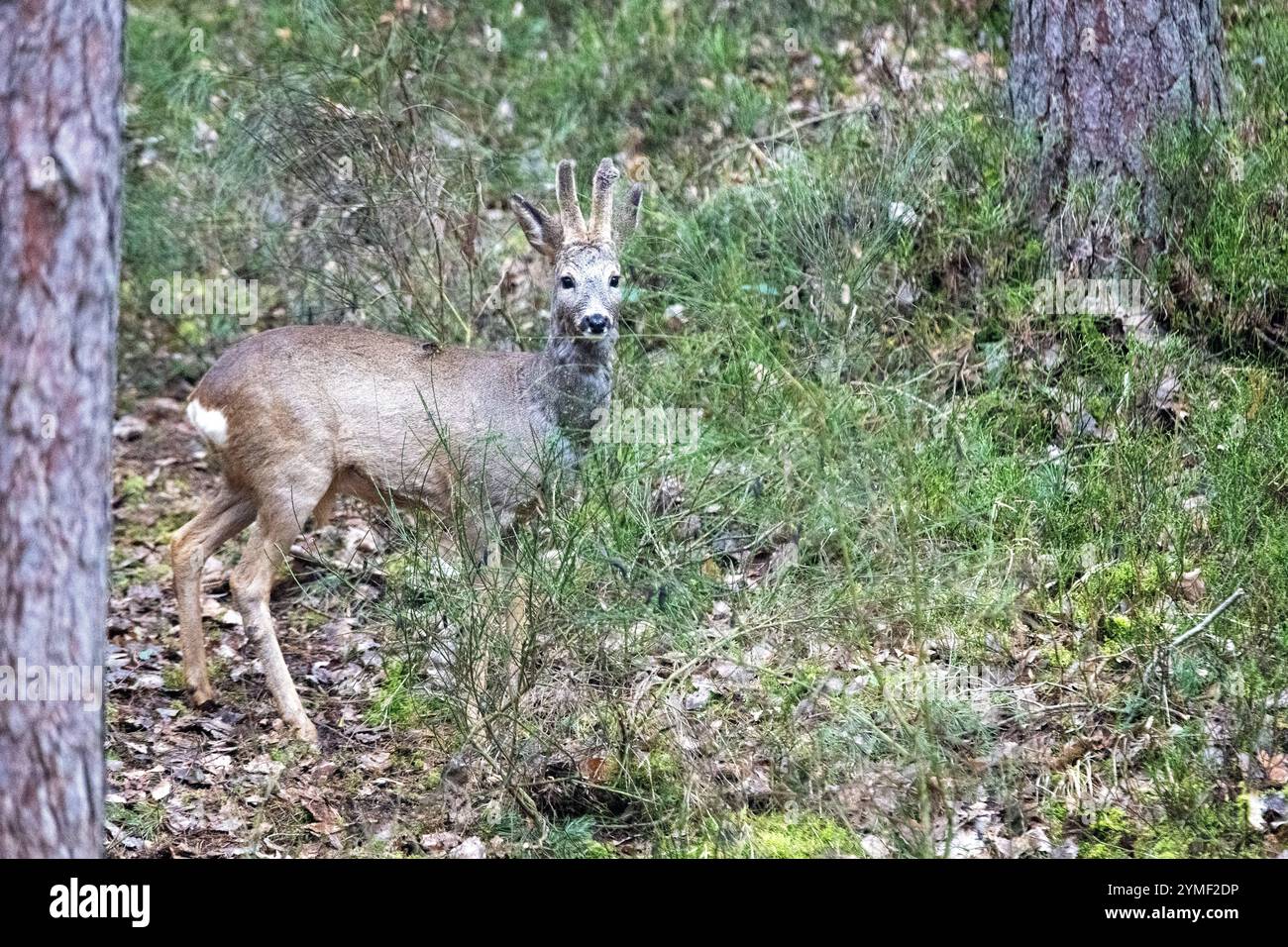 Bastgeweih Rehbock, Februar Rehbock im Wald, Februar Rehbock im Bast ...