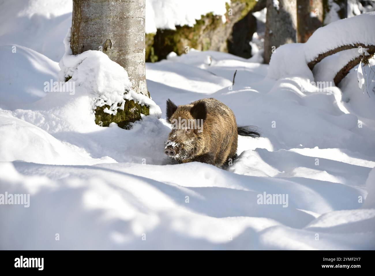 Wildschweine hi-res stock photography and images - Alamy