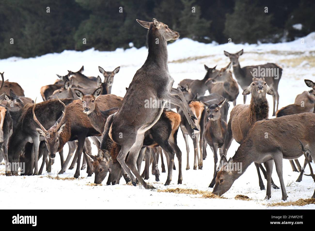 Rotwild Fütterung Rotwild Fütterung Rothirsche Fütterung *** Red deer ...