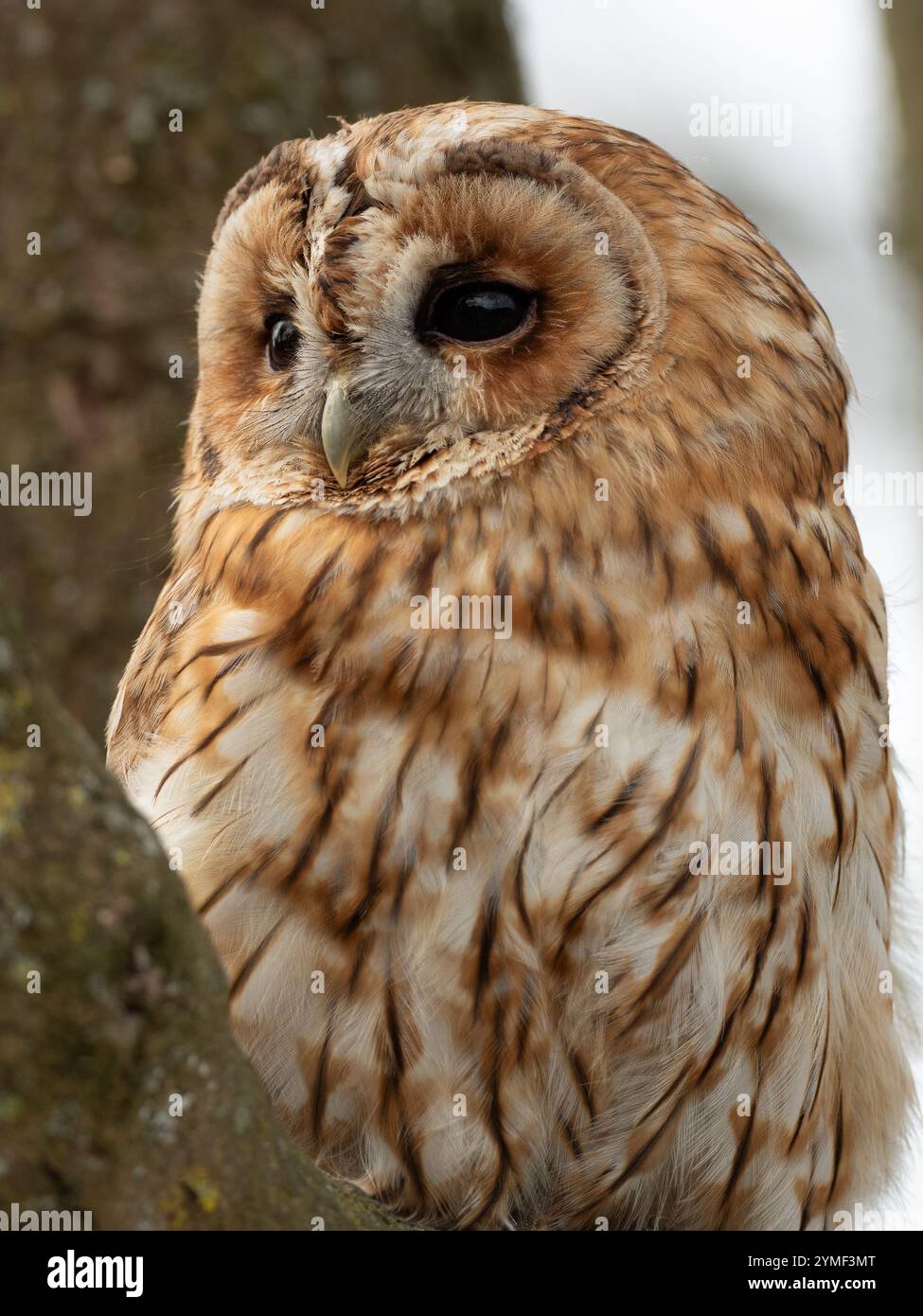Tawny owl in a tree, Bristol woodland UK [ Strix Aluco ] Stock Photo ...