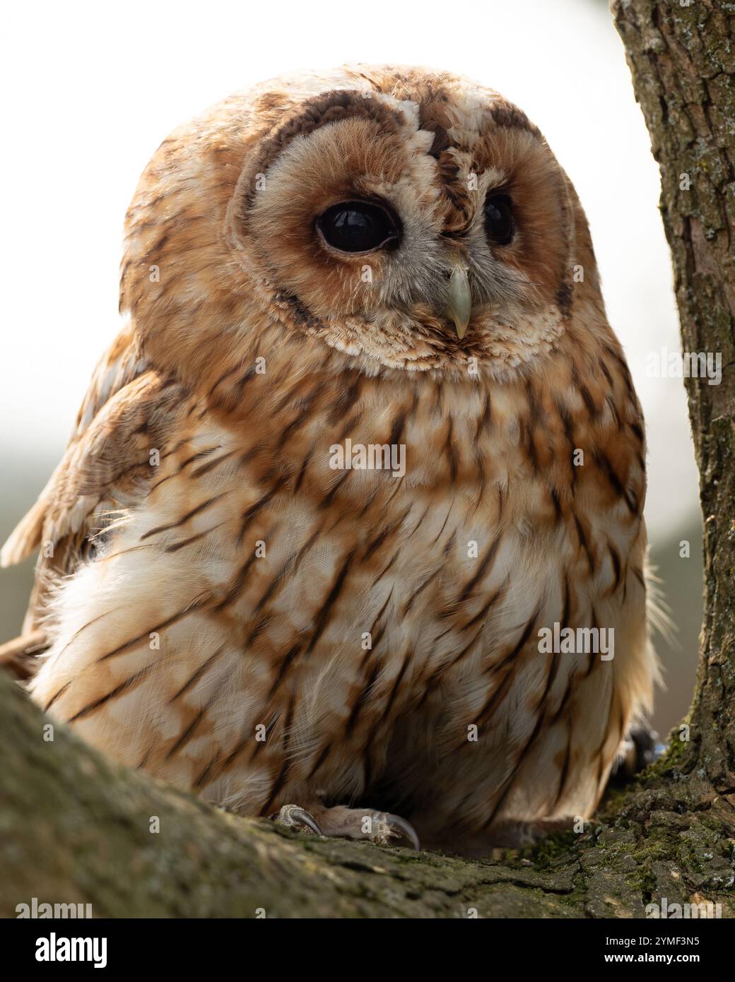 Tawny owl in a tree, Bristol woodland UK [ Strix Aluco ] Stock Photo ...